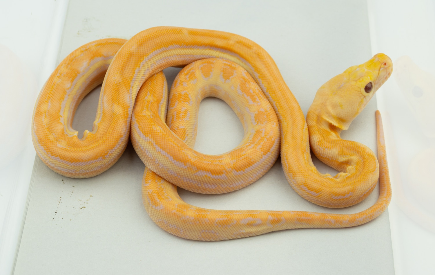 Lavender Sunfire Anthrax Genetic Stripe Reticulated Python by Warren ...