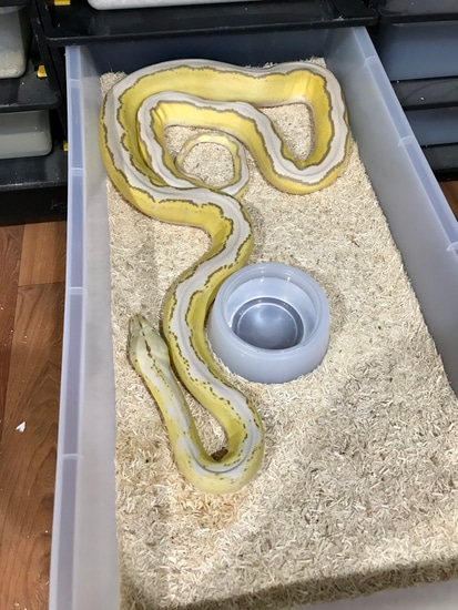 Proven OG LG Sun Motley Het Purple Reticulated Python by Warren Reptiles