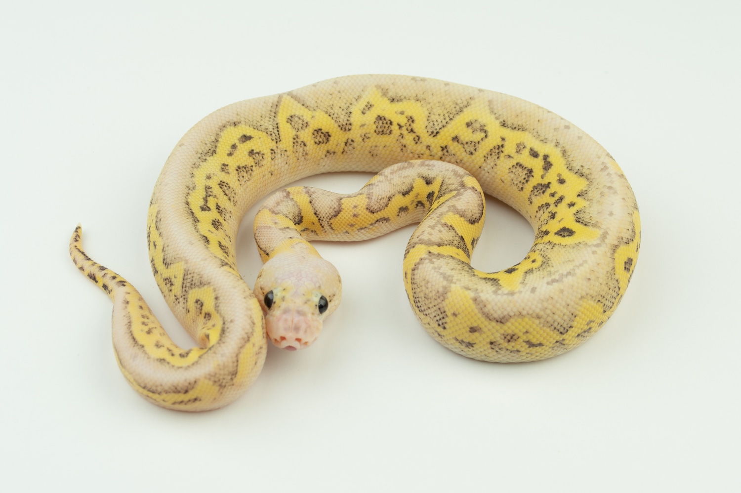 Fire Killer Clown (Poss Enchi) Ball Python by Warren Reptiles - MorphMarket