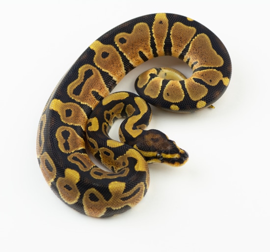 Scaleless Head Het Clown Ball Python by Warren Reptiles