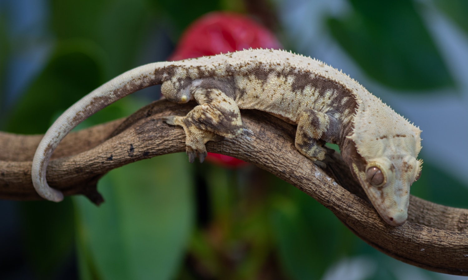 Drippy Lavender Extreme Crested Gecko by Warren Reptiles - MorphMarket