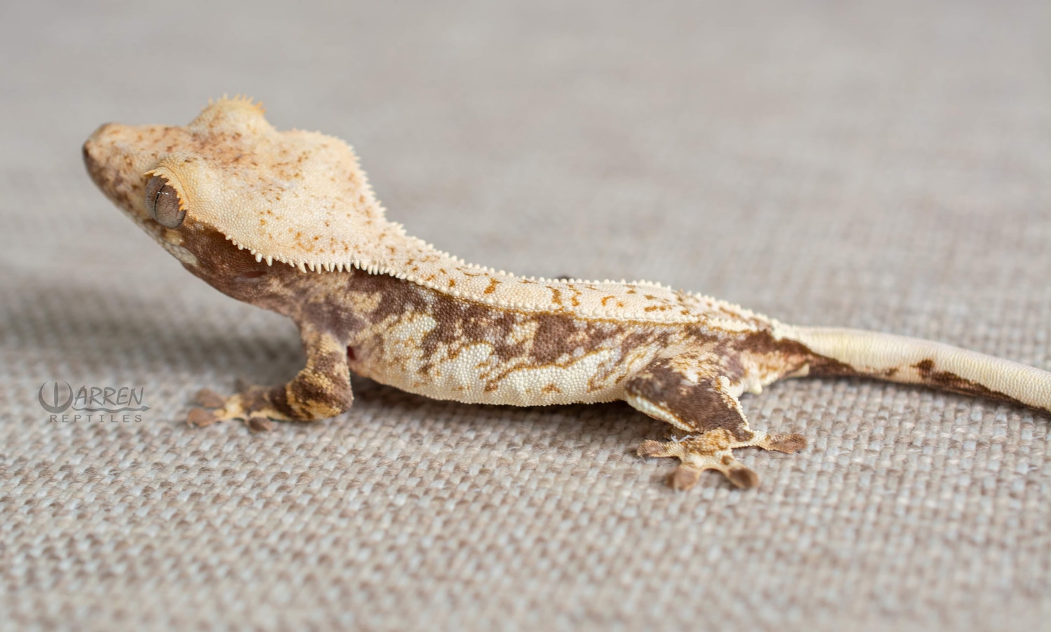 White Wall White Spot Tri Color Pinstripe Crested Gecko by Warren ...