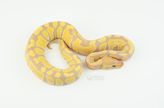 Candy Het Tri-Stripe Ball Python by Warren Reptiles