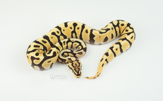 OD Fire Spotnose Het Clown Poss Het Pied (Poss YB) Ball Python by ...