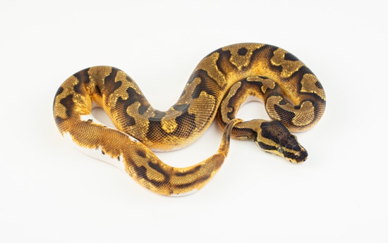 OD Enchi Pied Ball Python by Warren Reptiles