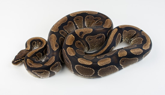 DBL Het Candy Tri-Stripe Ball Python by Warren Reptiles