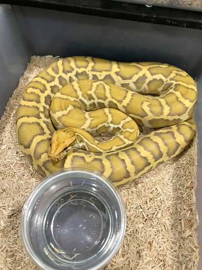 Caramel Burmese Python by Warren Reptiles