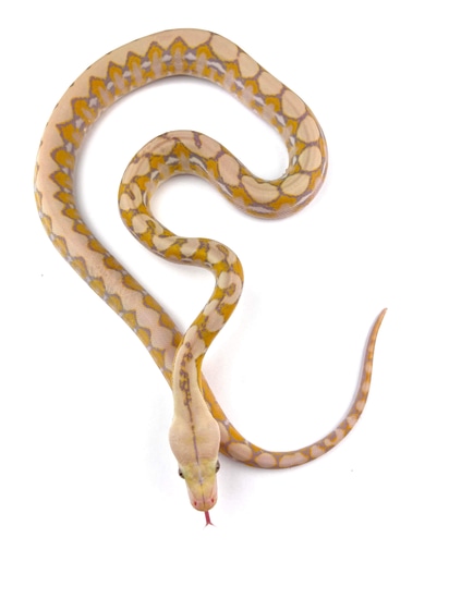 Platinum Renick Ghost Reticulated Python by Warren Reptiles