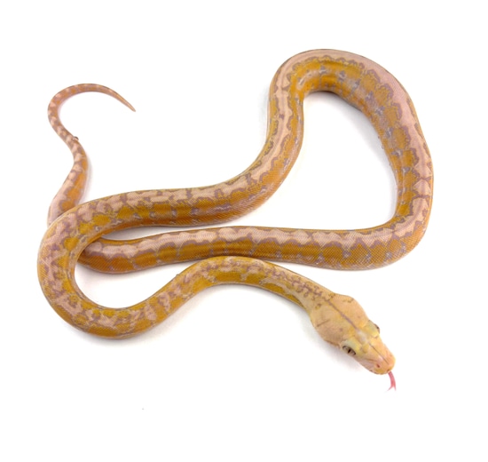 Marble Renick Ghost Reticulated Python by Warren Reptiles