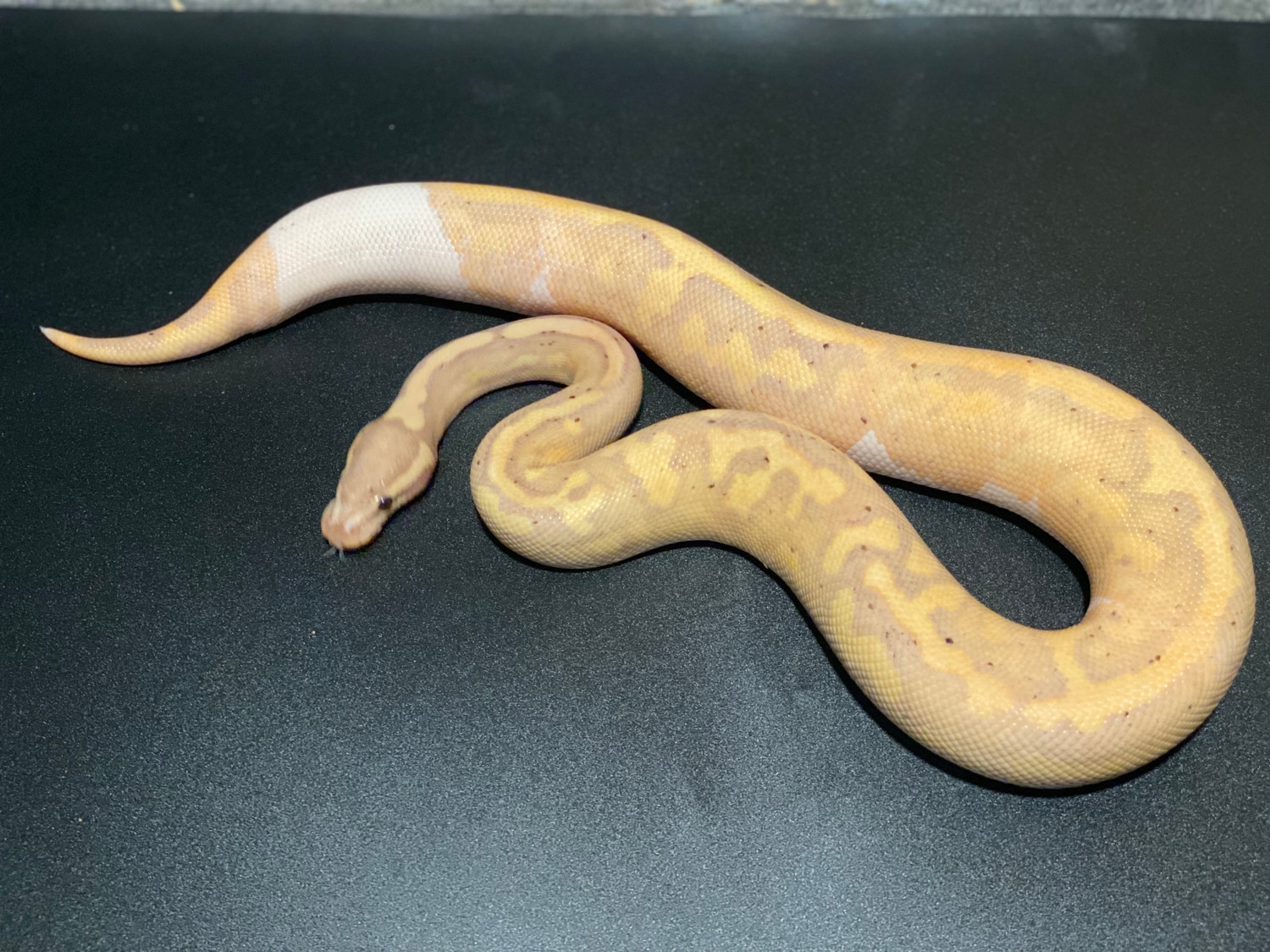 Banana Pied Ball Python by Perfect Pair Balls - MorphMarket