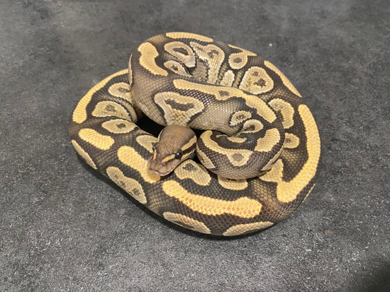 Phantom Hypo Ball Python by Perfect Pair Balls