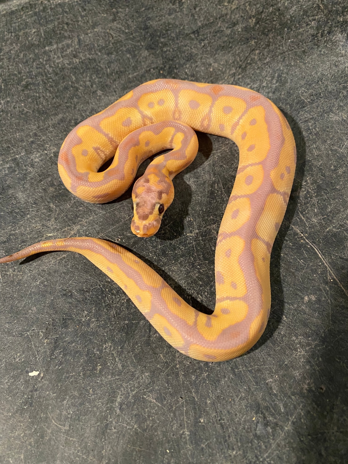 Banana Clown Ball Python by Perfect Pair Balls - MorphMarket