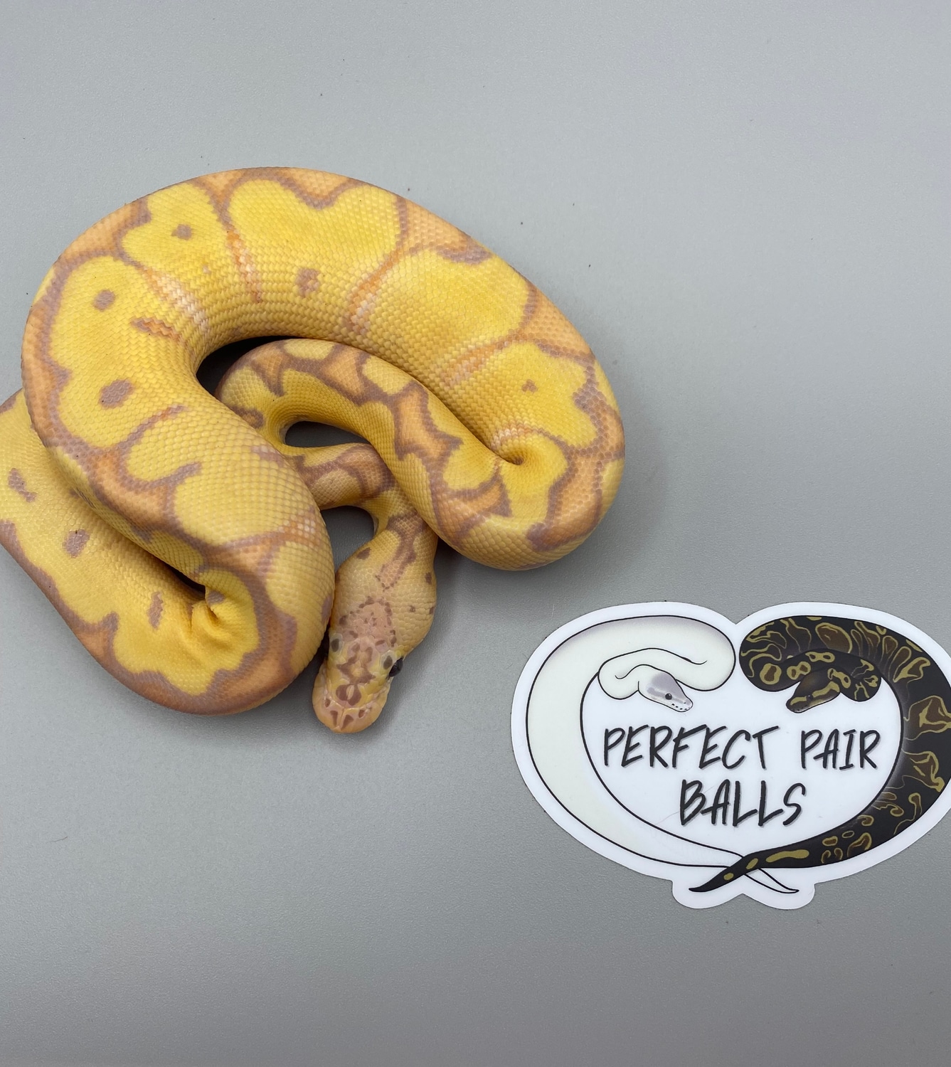 Pastel Banana Blade Clown Ball Python by Perfect Pair Balls - MorphMarket