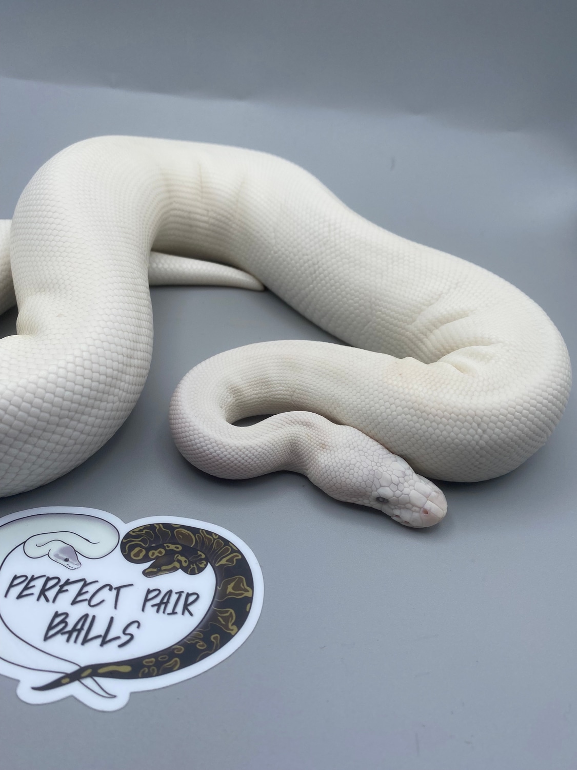 Super Lesser Pos Het Hypo Pos Spotnose Cinnamon Pastel Ball Python by ...