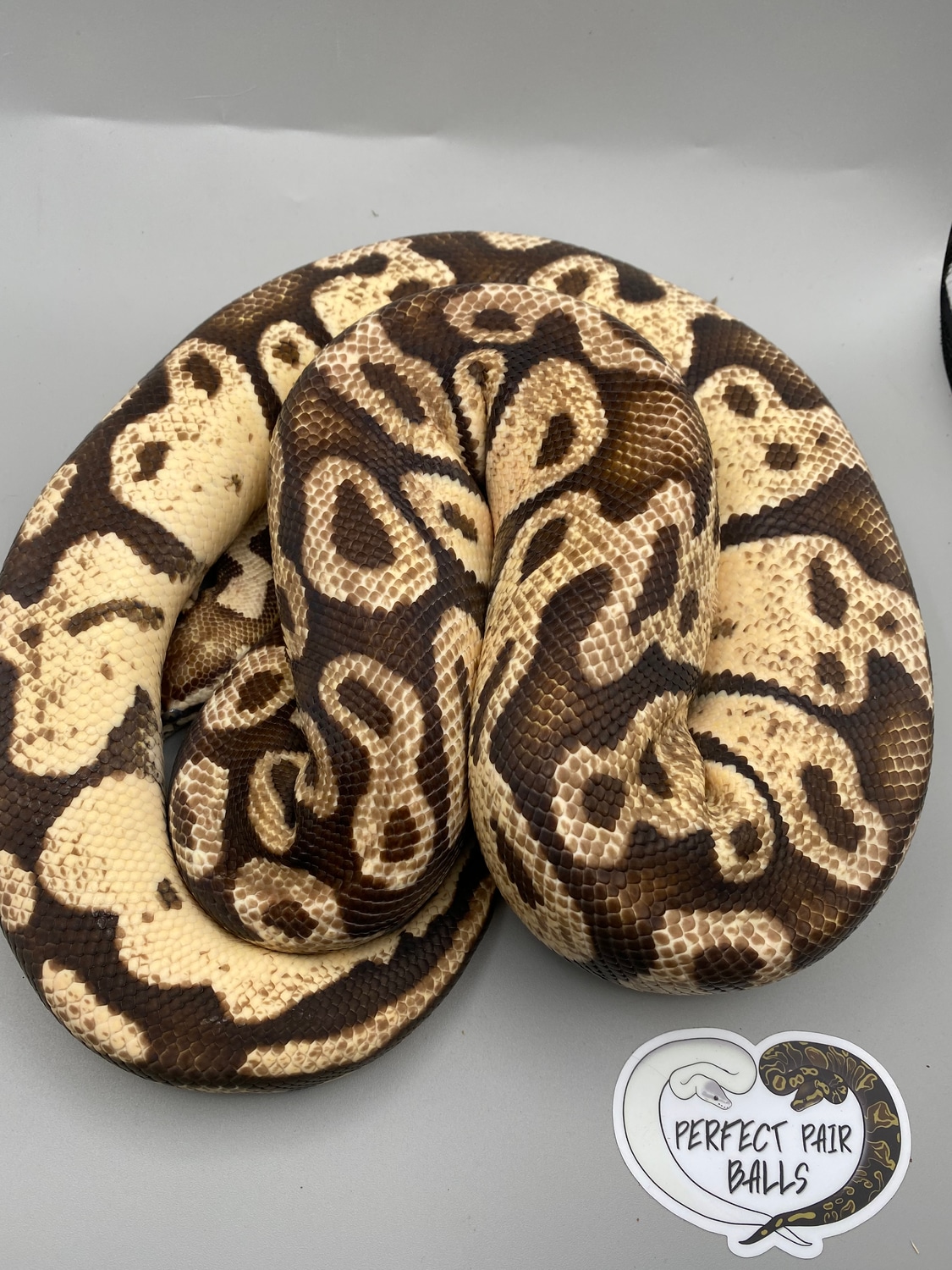 Pastel Fire Ball Python by Perfect Pair Balls - MorphMarket