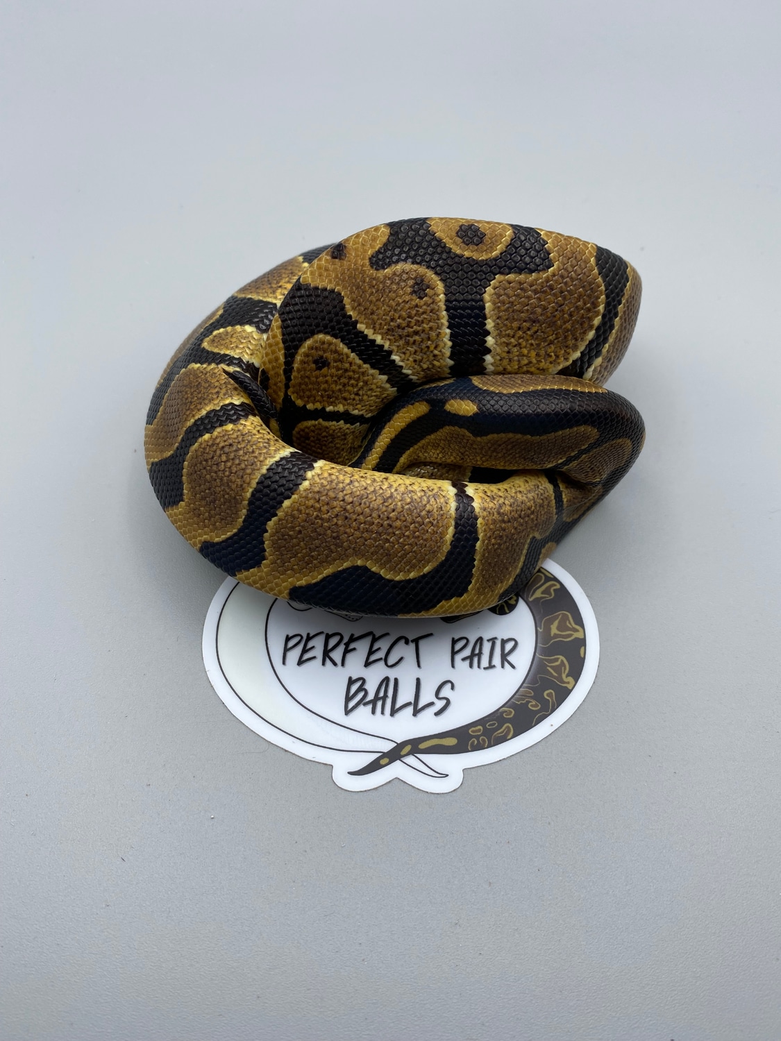 Het Ultramel Het Pied Pos Het Hypo Ball Python by Perfect Pair Balls ...