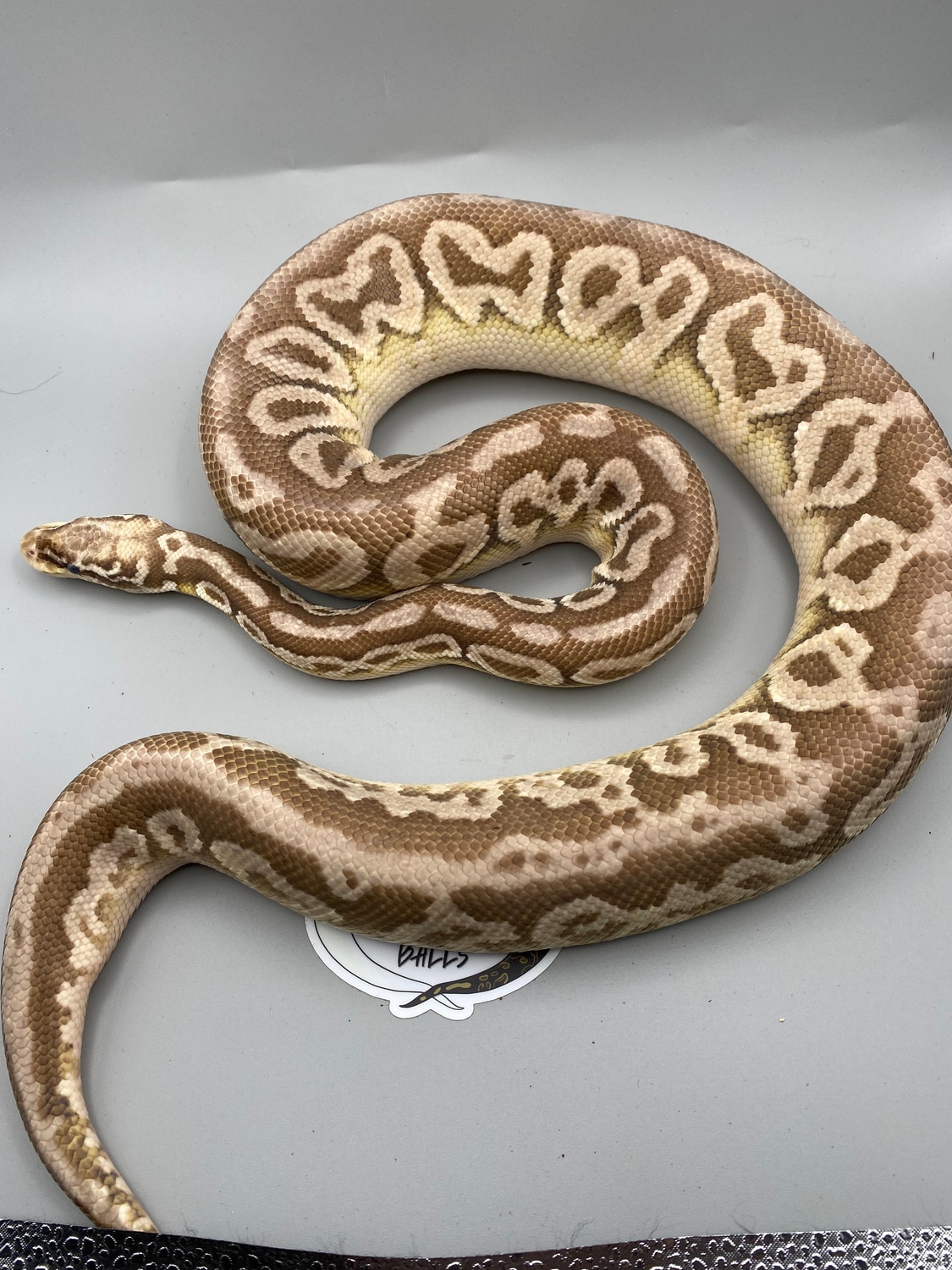 Pewter Lesser Spotnose Het Hypo Ball Python by Perfect Pair Balls ...