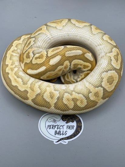 Pewter Spotnose Lesser Hypo Ball Python by Perfect Pair Balls
