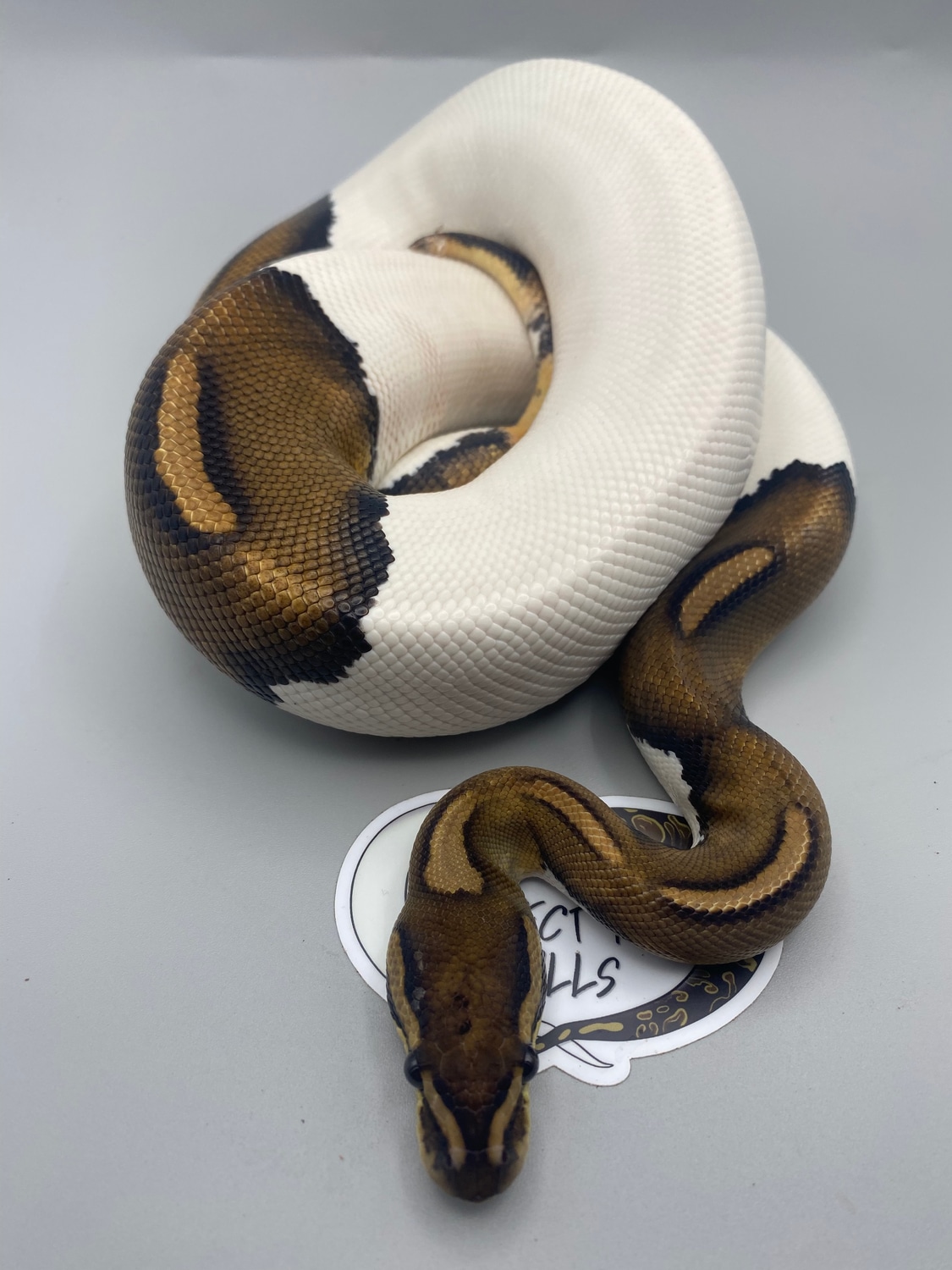 Black Pastel Pied Ball Python by Perfect Pair Balls - MorphMarket