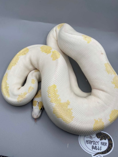 Super Fire Ball Python by Perfect Pair Balls