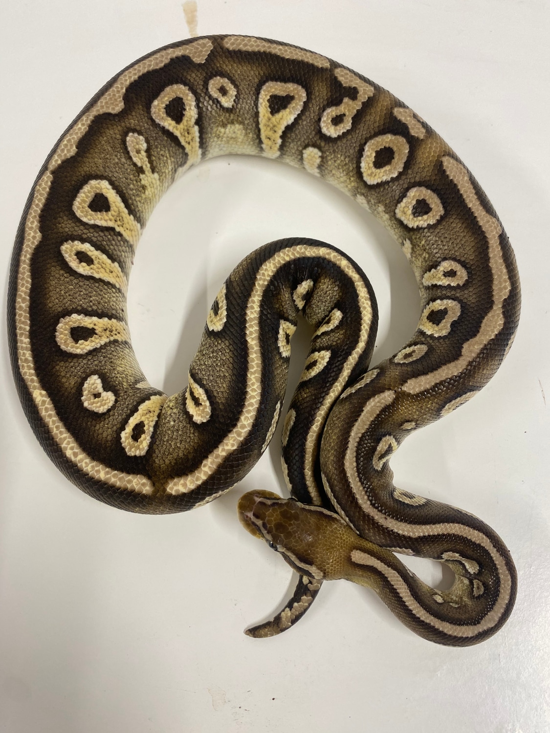 Pastel Mojave Sugar Ball Python by Perfect Pair Balls - MorphMarket