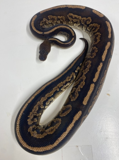 Cinnamon Mahogany Ball Python by Perfect Pair Balls