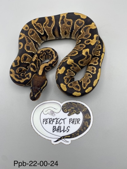 Trick 100% Het Ultramel Ball Python by Perfect Pair Balls
