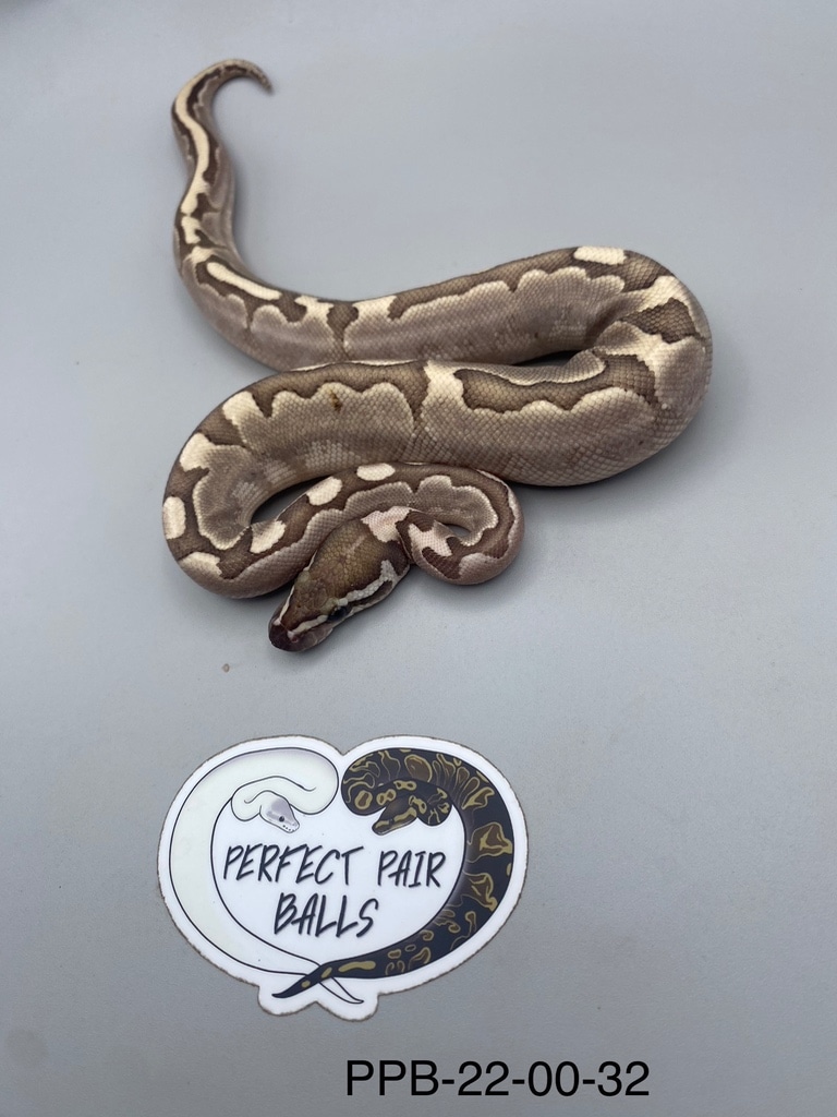 Bamboo Yb Enchi Ball Python by Perfect Pair Balls - MorphMarket