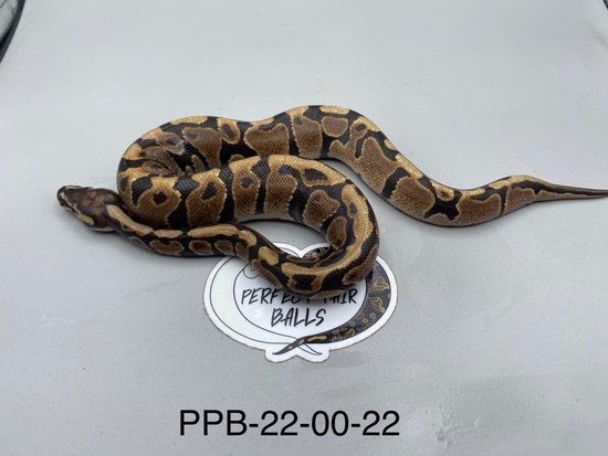 Spotnose Trick Het Ultramel Ball Python by Perfect Pair Balls