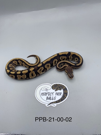 Mystic Or Mojave Het Piebald Ball Python by Perfect Pair Balls
