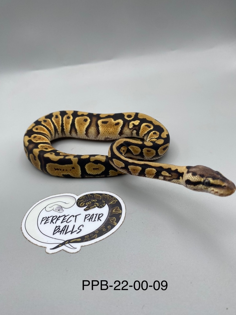 Pastel Het Clown Ball Python by Perfect Pair Balls - MorphMarket