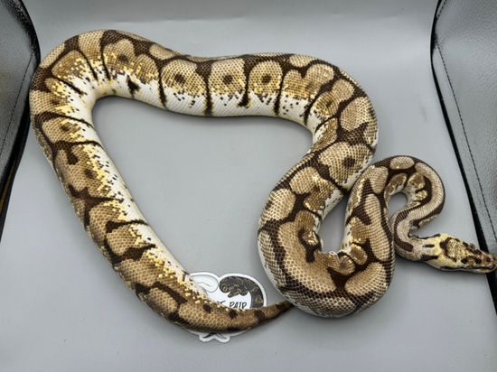 Pastel Spider Dbl Het Tsk Axanthic Pied Ball Python by Perfect Pair Balls