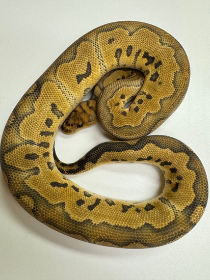 Vanilla Hypo Clown Ball Python by Perfect Pair Balls