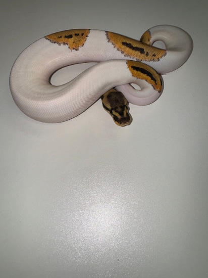 Leopard Fire Piebald Ball Python by Perfect Pair Balls