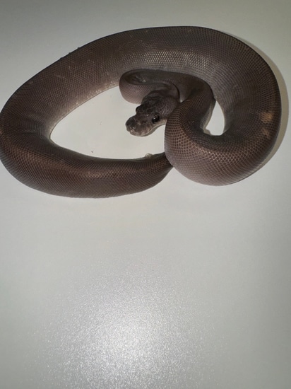 Mahogany Super Cinnamon Het Pied (Free Shipping) Ball Python by Perfect ...