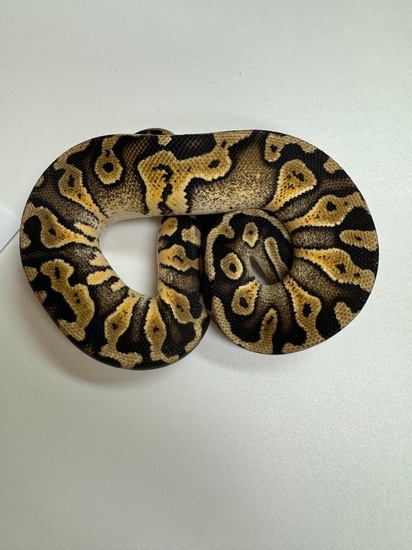 Pastel Wookie Blackhead Het Clown Pos Het Lavender Albino Ball Python ...