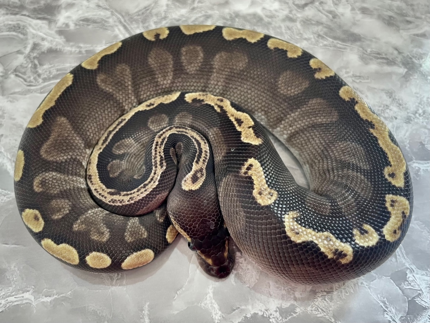 GHI Mojave (Poss. Het Hypo) Ball Python by TLB Reptiles - MorphMarket