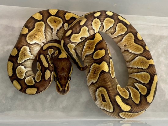 Lesser Poss. Het Hypo Ball Python by TLB Reptiles