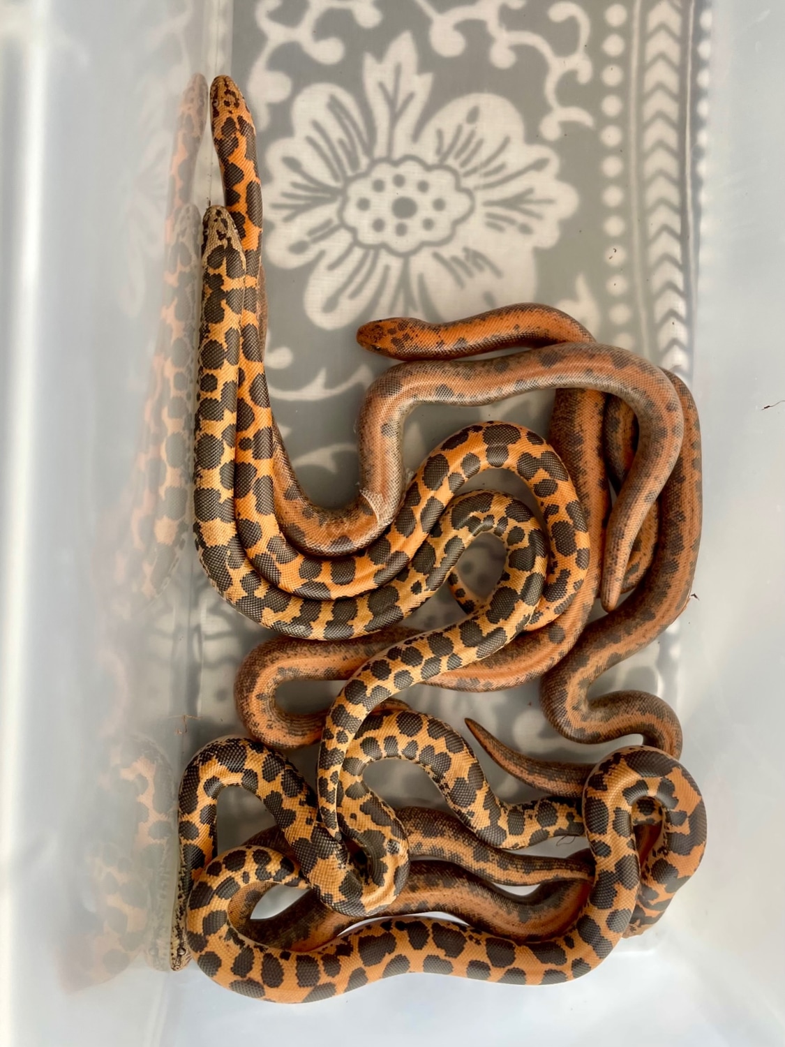 Kenyan Sand Boa Litter: B01-091922 by TLB Reptiles - MorphMarket