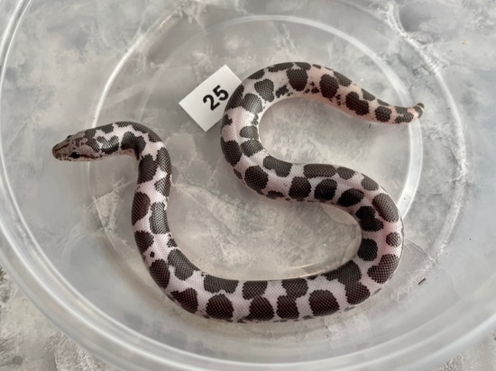 2022 Female Anery Sandboa Kenyan Sand Boa by TLB Reptiles
