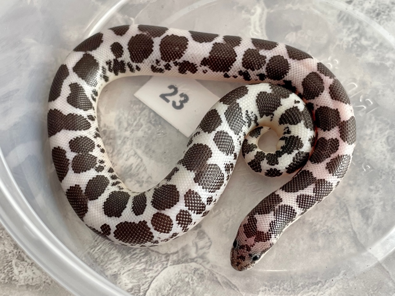 2022 Female Anery Sandboa Kenyan Sand Boa by TLB Reptiles - MorphMarket
