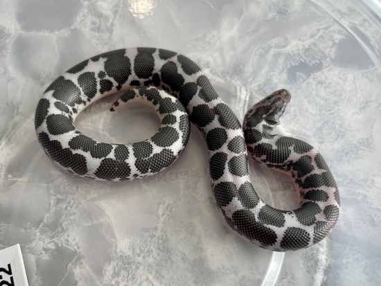 2022 Female Anery Sandboa Kenyan Sand Boa by TLB Reptiles