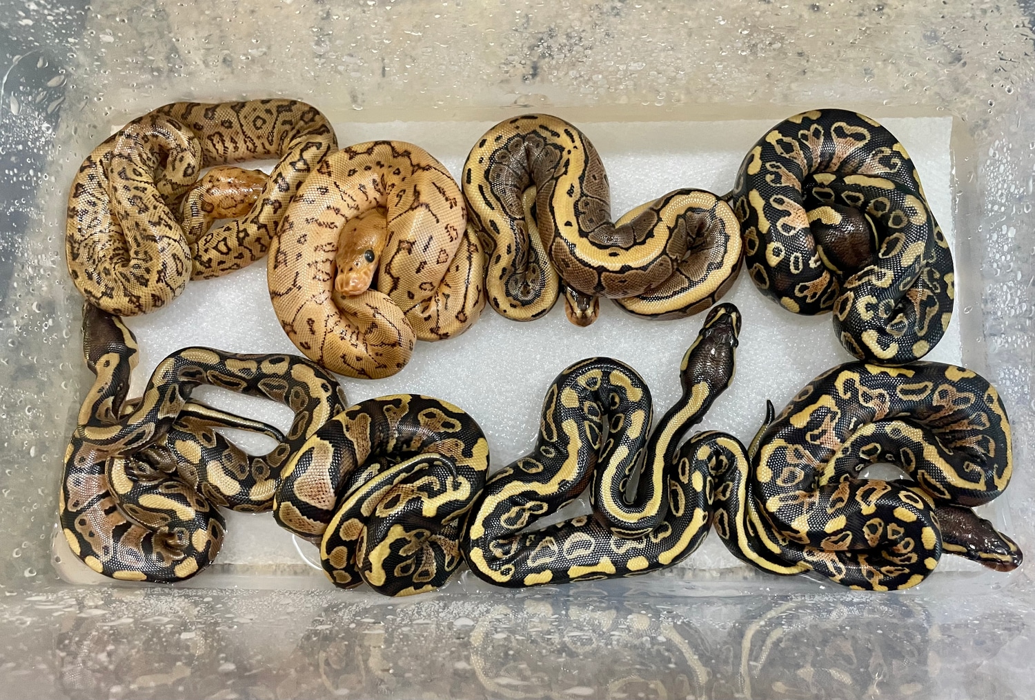 Ball Python Clutch: C03-121222 by TLB Reptiles - MorphMarket