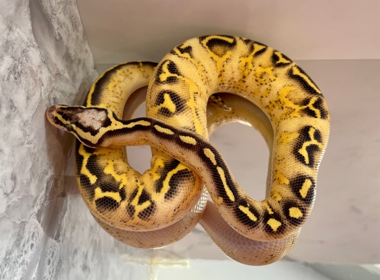 Pastel Freeway (Yellow Belly Asphalt) Ball Python by TLB Reptiles