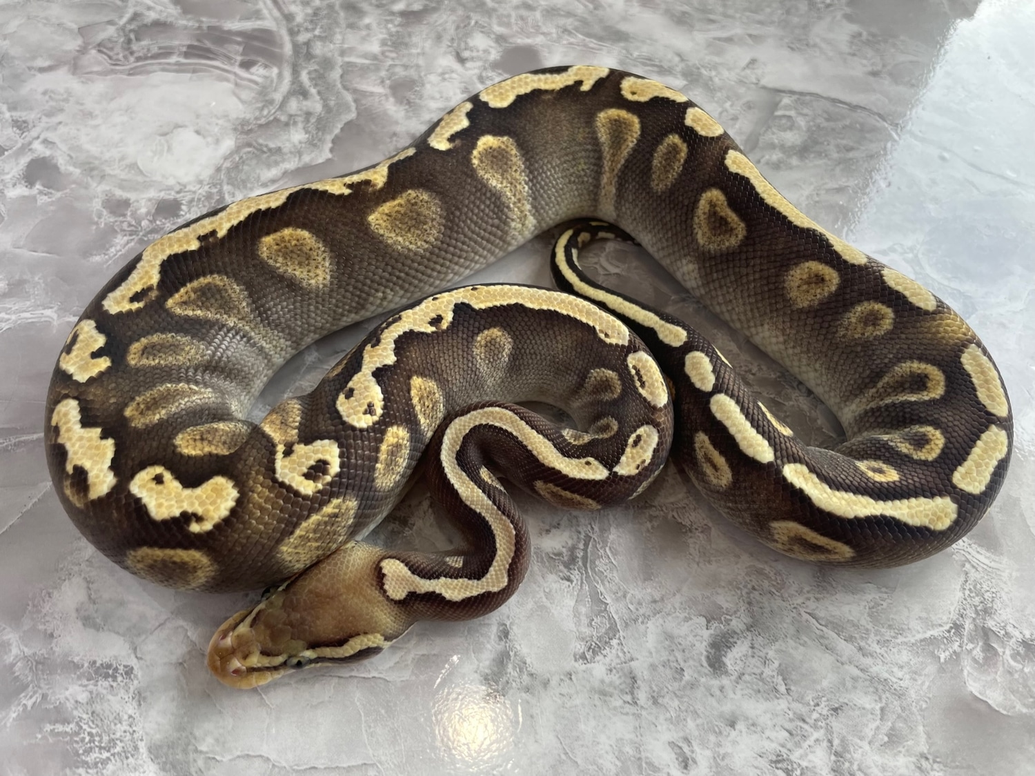 GHI Pastave Mojave Pastel (Poss. Het Hypo) Ball Python by TLB Reptiles - MorphMarket