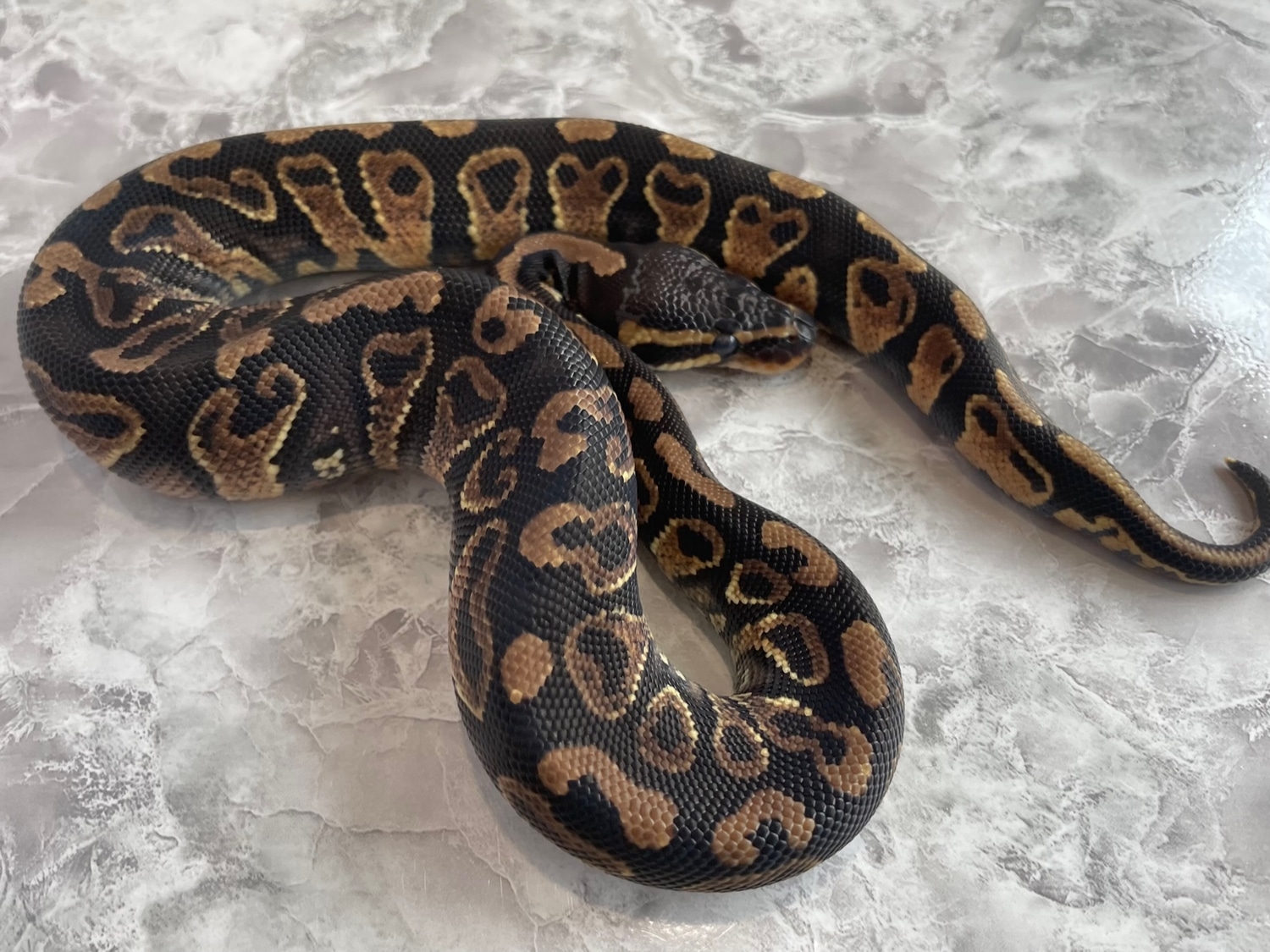 Hurricane Yellow Belly 100% Het Clown Male Ball Python by TLB Reptiles - MorphMarket
