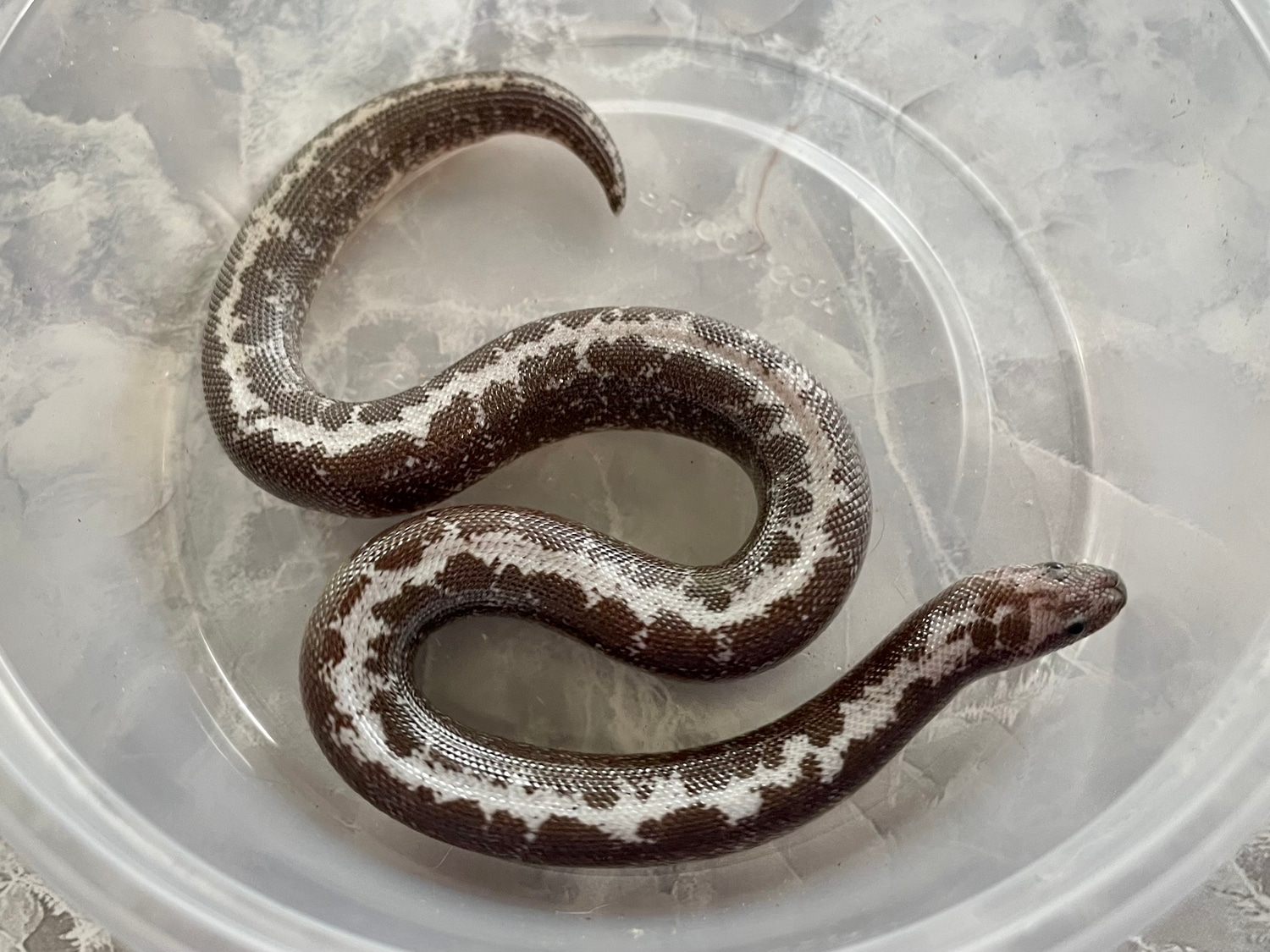 2022 Female Anery Stripe Sand Boa Kenyan Sand Boa by TLB Reptiles ...
