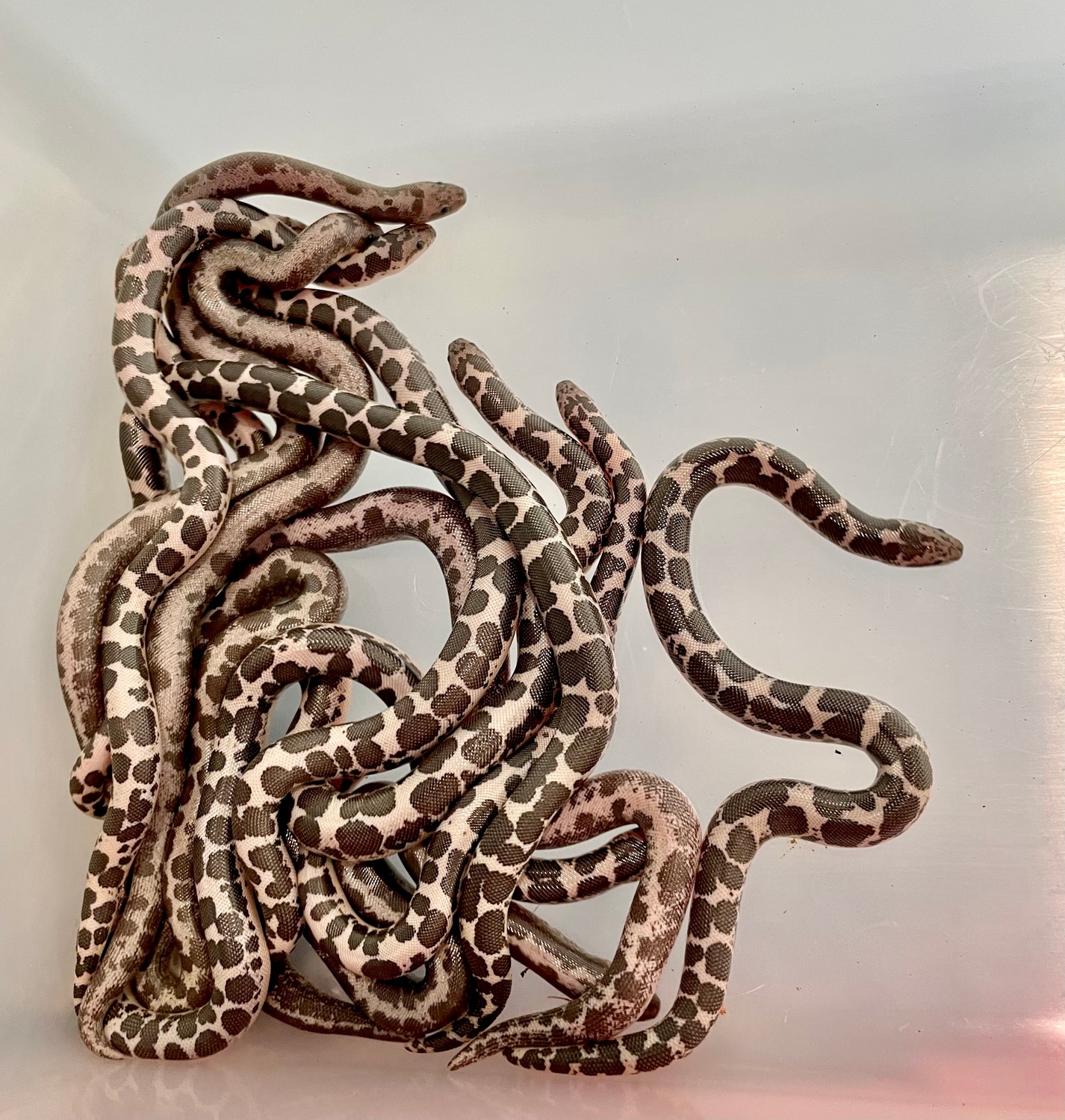Kenyan Sand Boa Litter: B02-10212022 by TLB Reptiles - MorphMarket