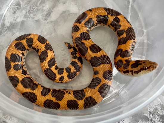100% Het Anery Sand Boa Male 2022 Kenyan Sand Boa by TLB Reptiles