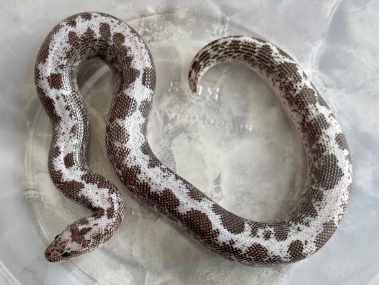 Anery Stripe Male Sand Boa 2022 Kenyan Sand Boa by TLB Reptiles